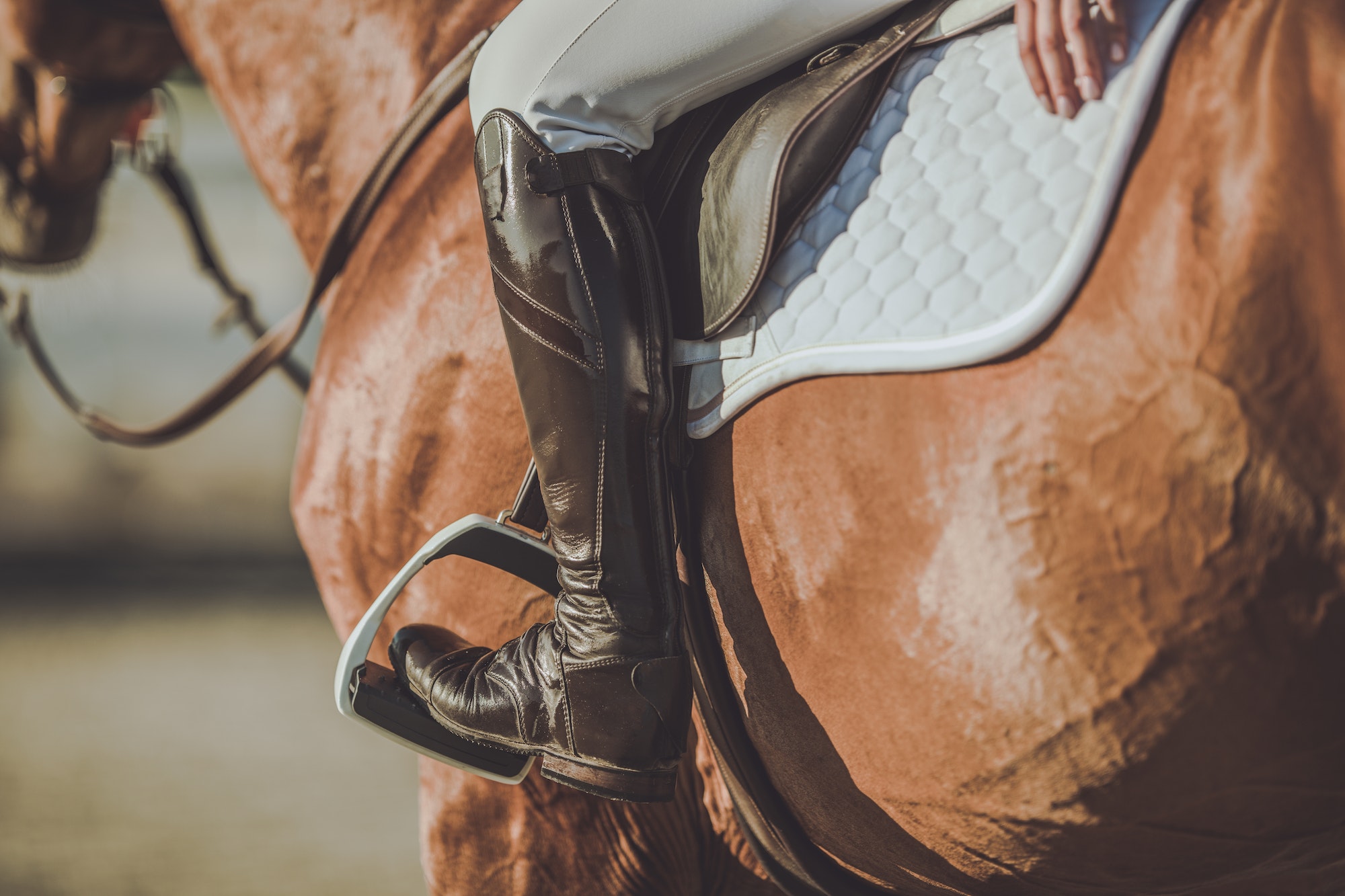 Different Types of Horse Riding & Care Equipment and Their Uses - Best ...