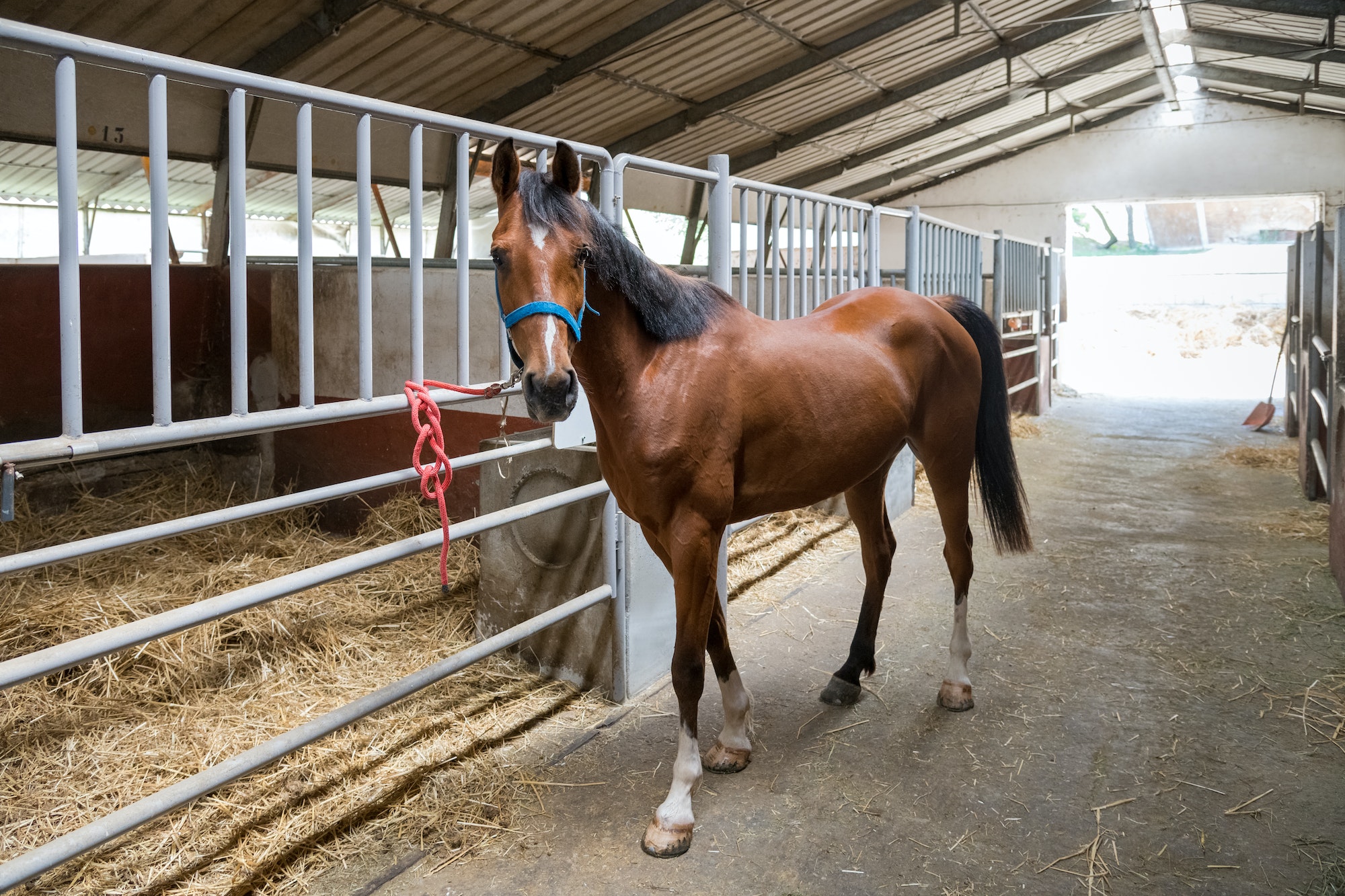 Keeping Cool in the Heat: The Role of Air Conditioning in Horse Stables ...